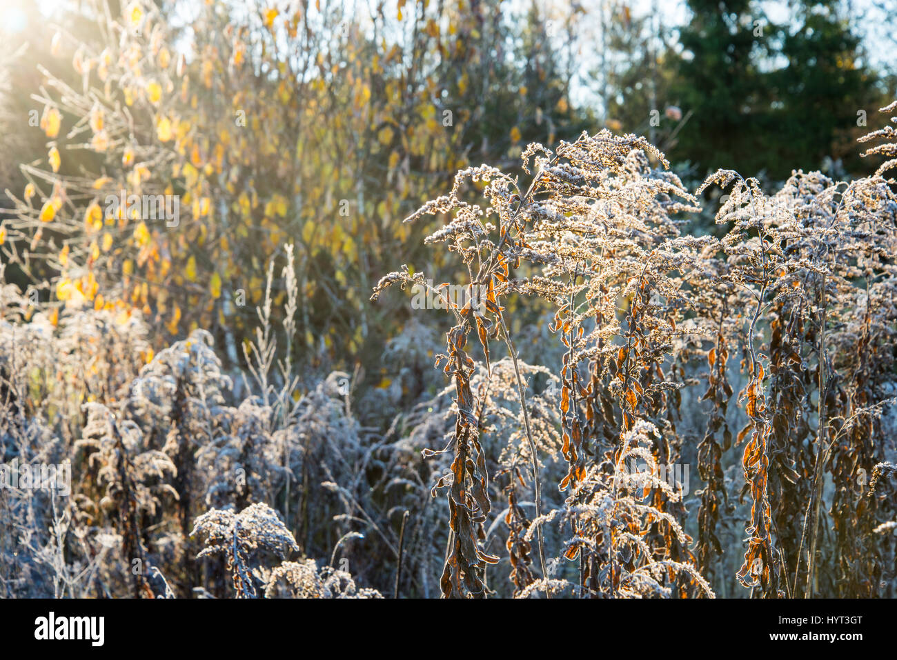 first winter frost bite in the country. late autumn Stock Photo - Alamy