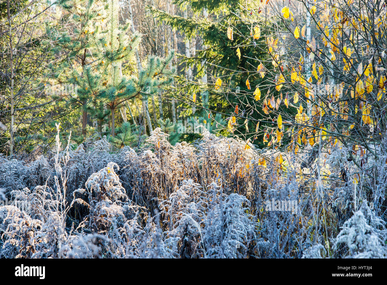 first winter frost bite in the country. late autumn Stock Photo - Alamy