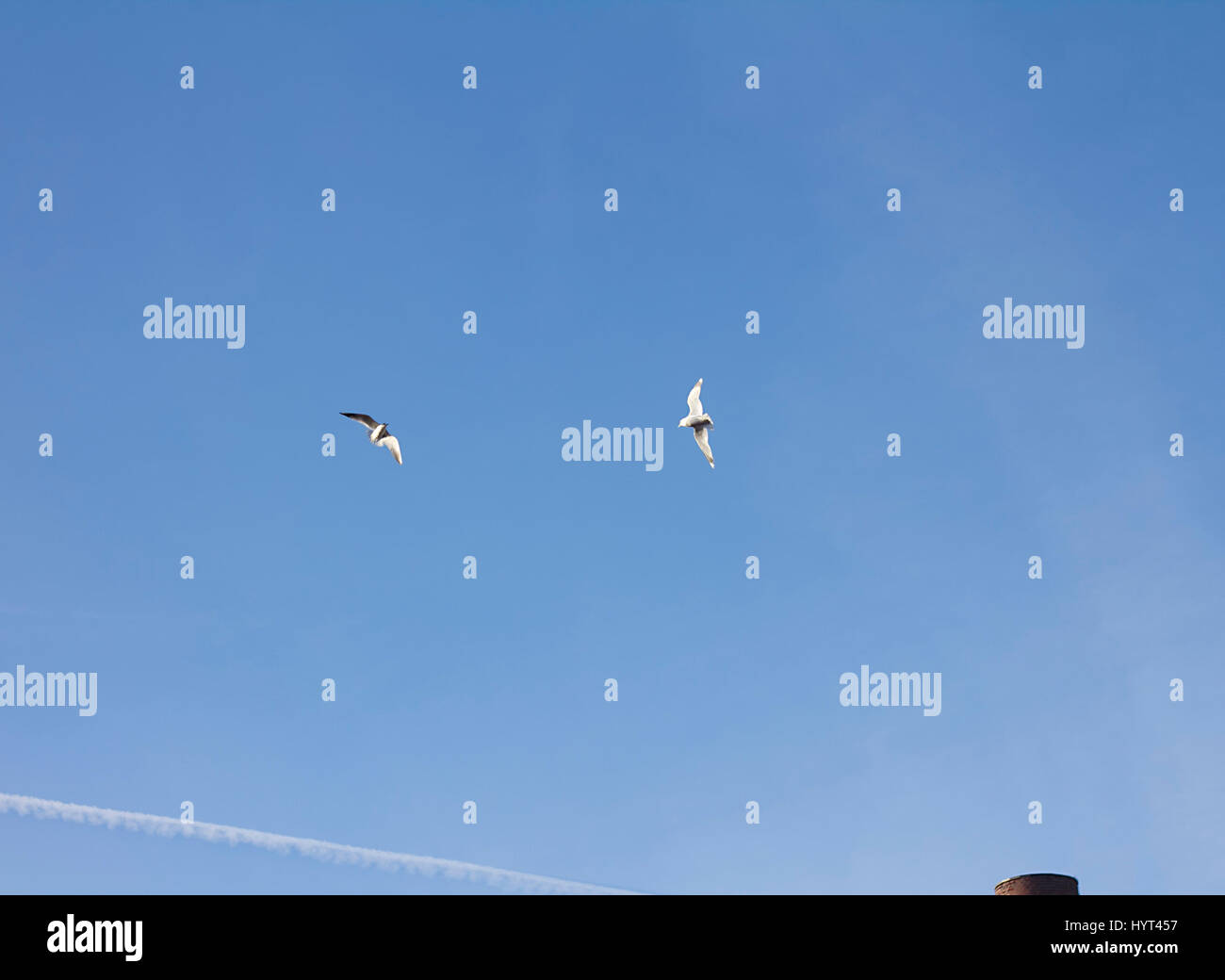 Two gulls in sky birds hi-res stock photography and images - Alamy