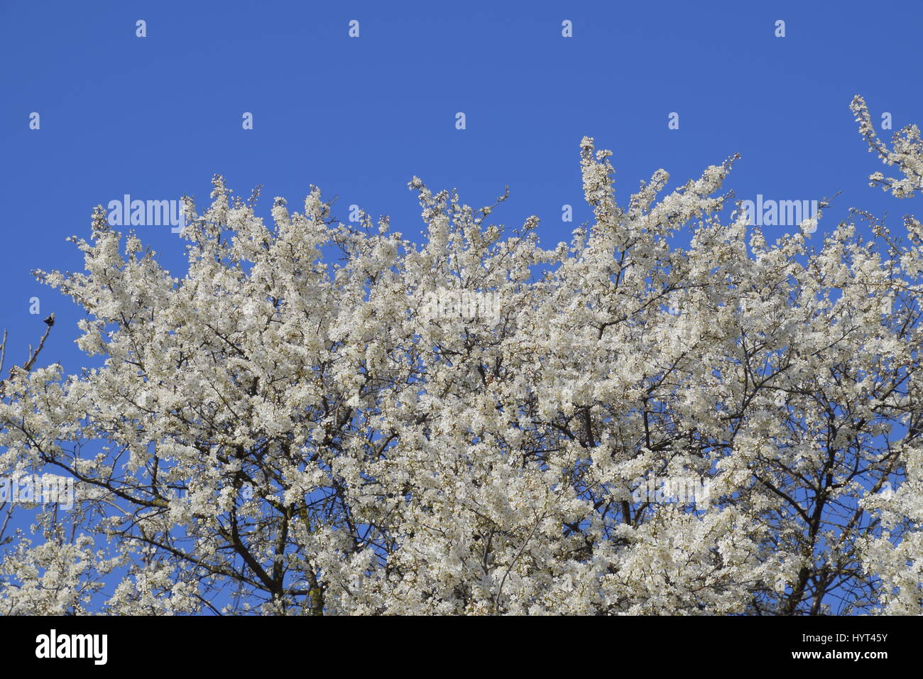 Blooming wild plum in the garden. Spring flowering trees. Pollination ...