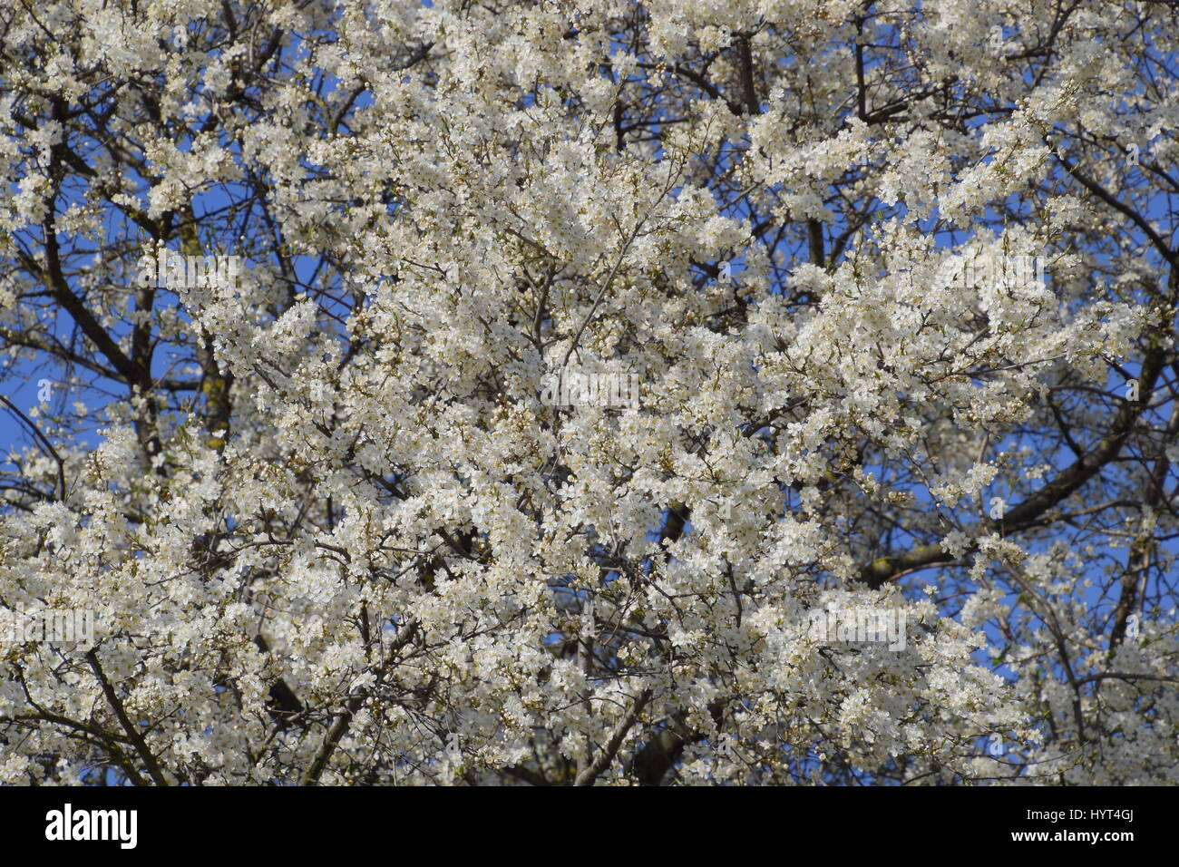 Blooming wild plum in the garden. Spring flowering trees. Pollination ...