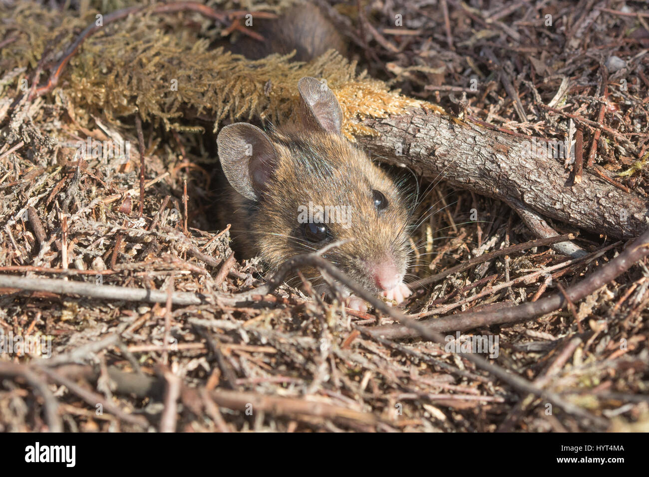 Peeping mouse hi-res stock photography and images - Alamy