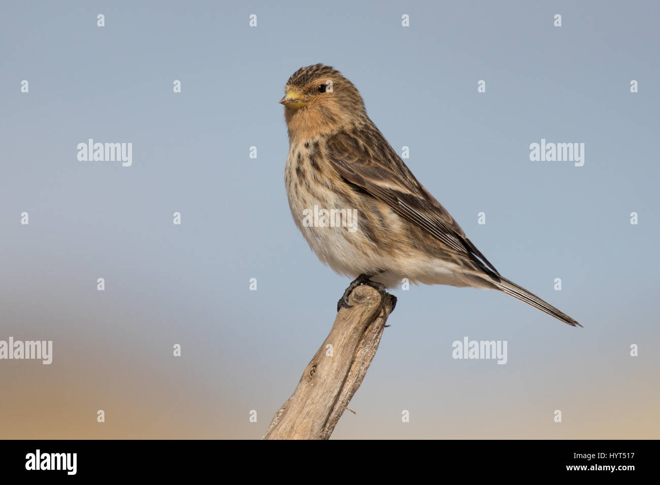 Twite flock hi-res stock photography and images - Alamy