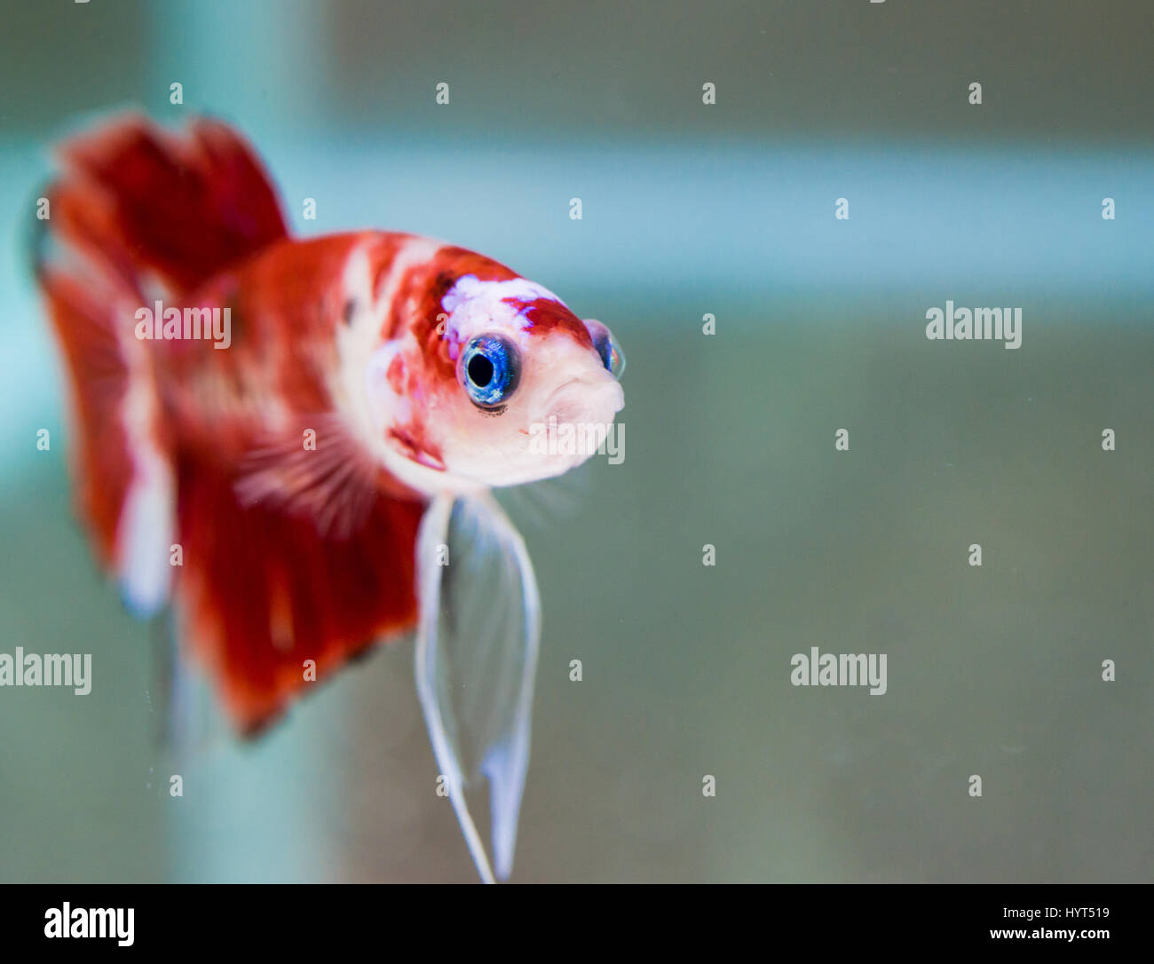 Koi male HMPK Betta Splendens Stock Photo - Alamy