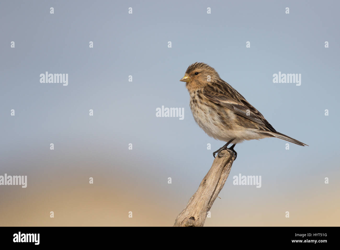 Twite flock hi-res stock photography and images - Alamy