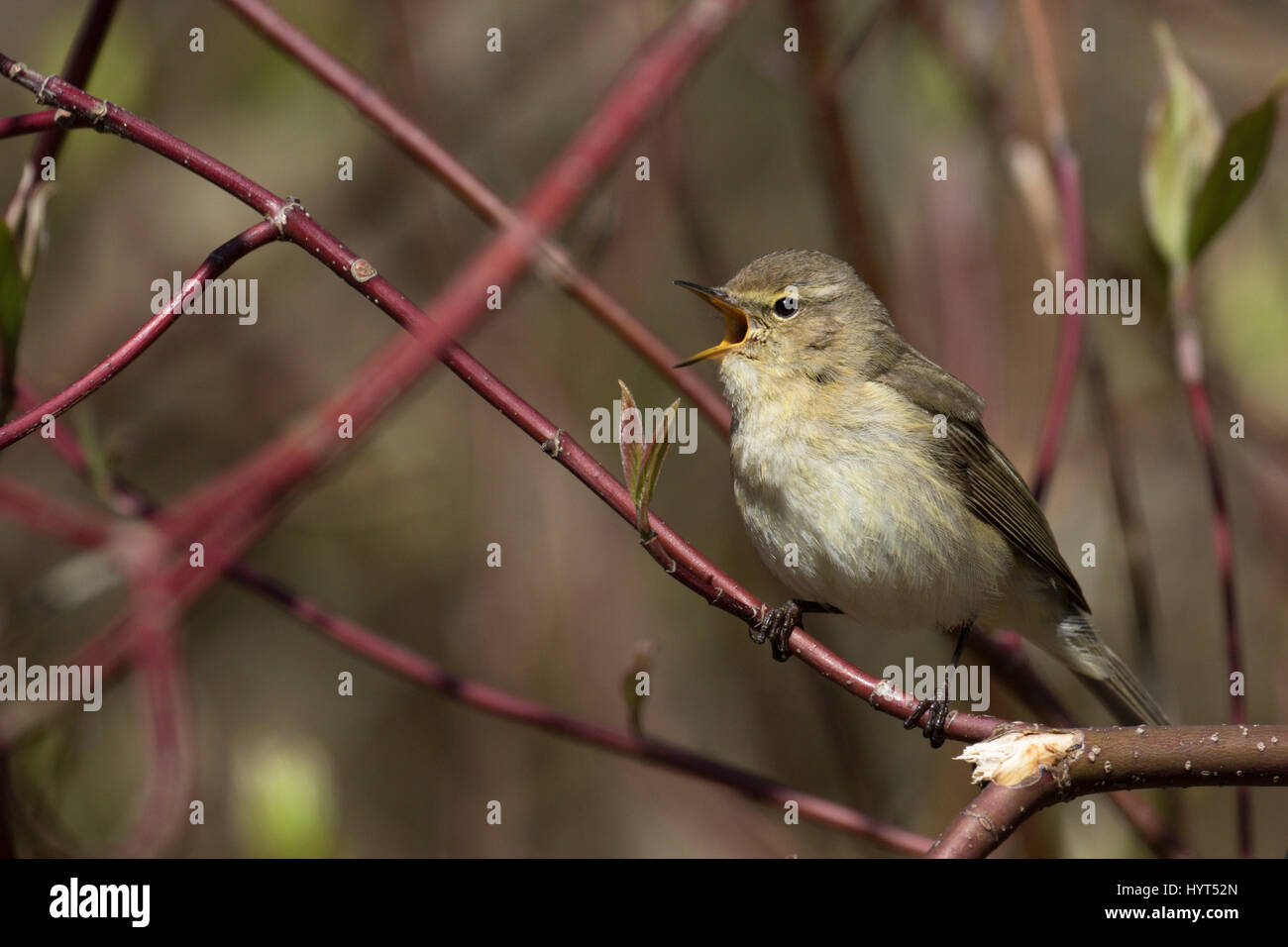 Chiffchaff singing uk hi-res stock photography and images - Alamy