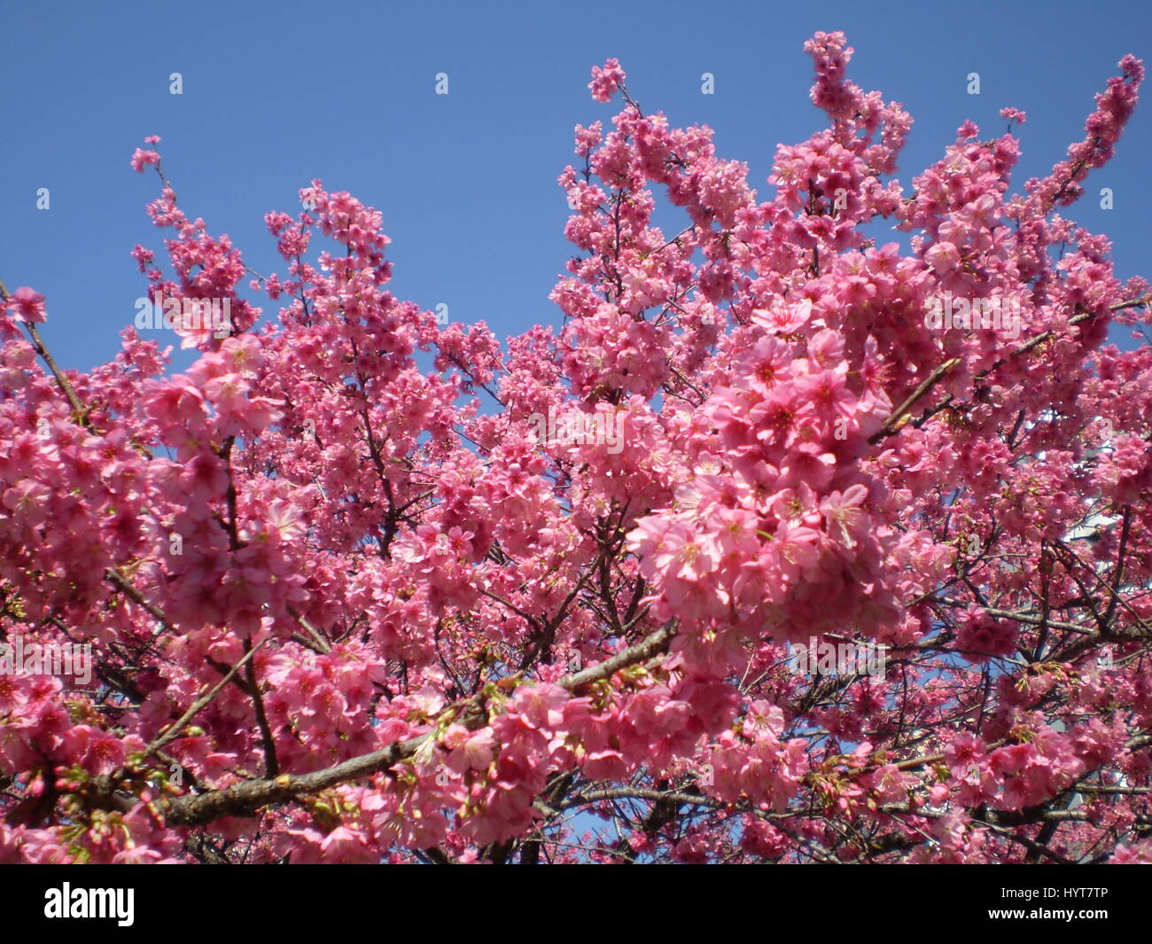 Curitiba parana brazil cherry blossom hi-res stock photography and ...