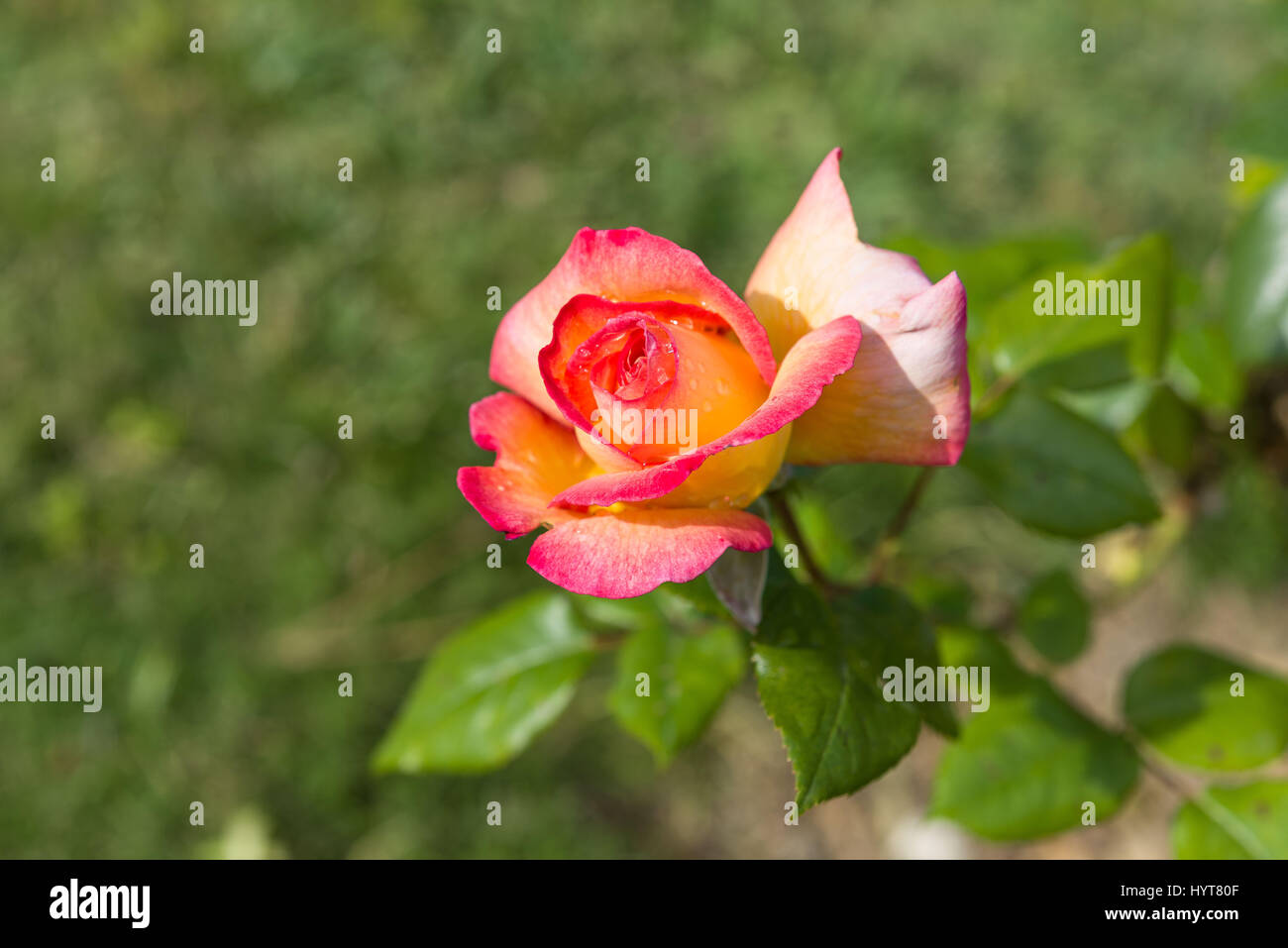 Flower of a rose blooming Stock Photo - Alamy