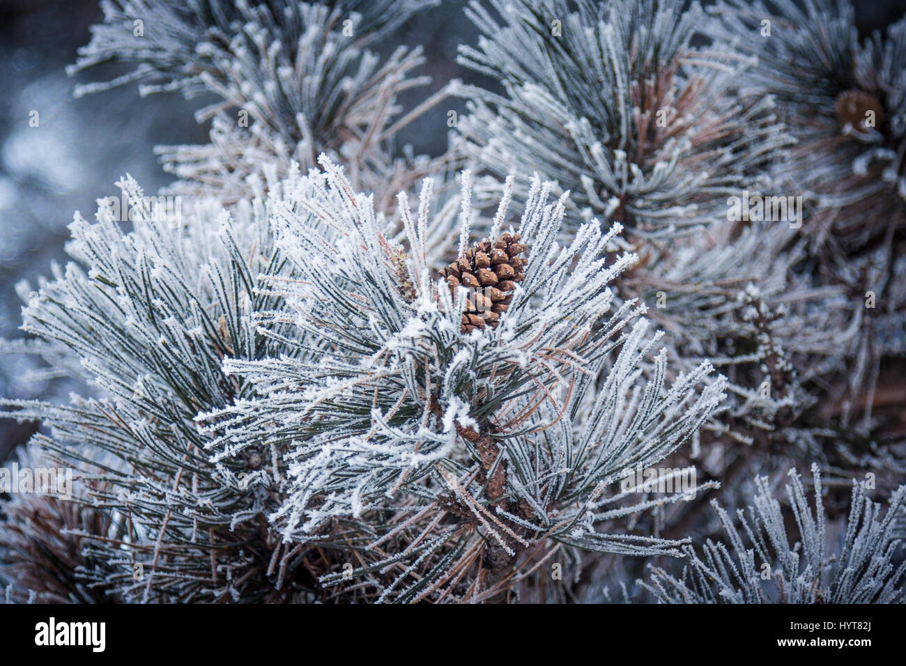 strobilus, strobili, plants, Pinophyta, conifers, reproductive, woody ...