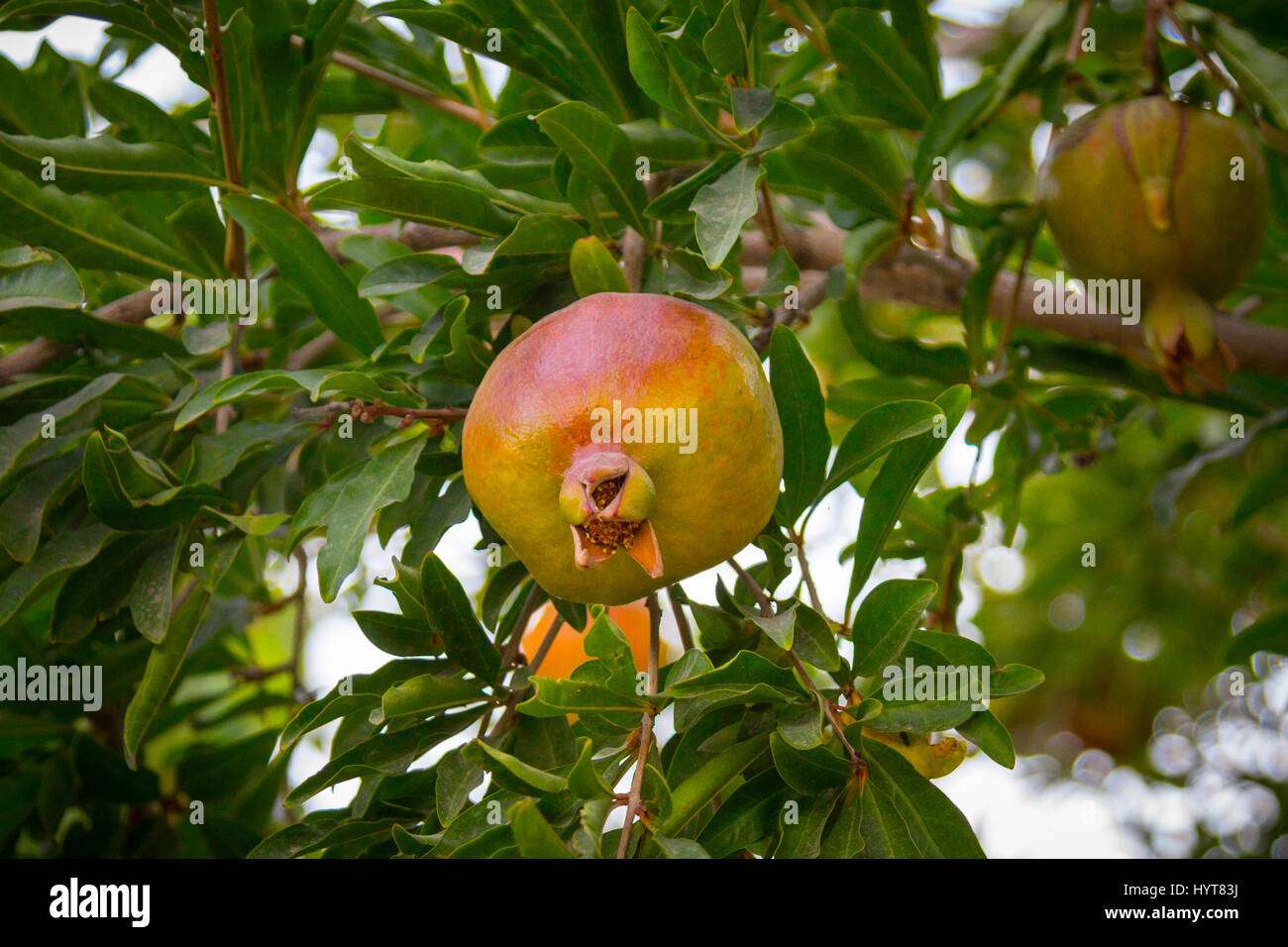 Pomegranate (Punica granatum) on its tree taken in Iran Focus on a ...