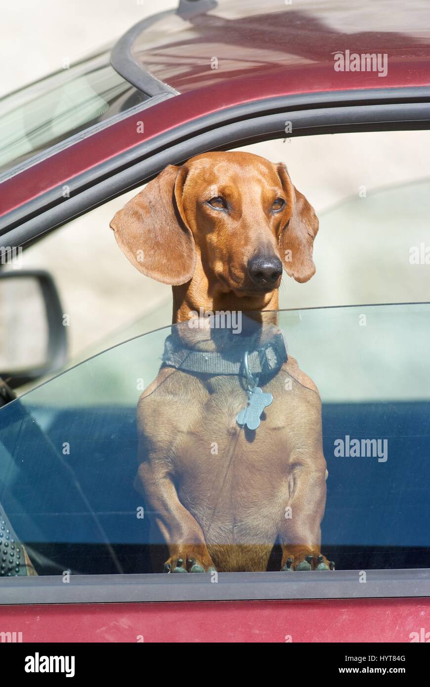 A dachsund dog peering from a car window Stock Photo - Alamy