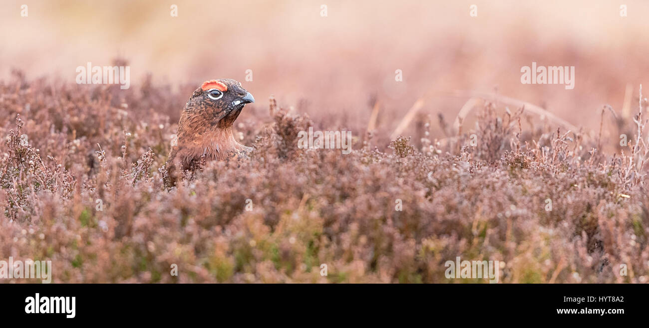Red Grouse (Lagopus lagopus) in heather moorland Stock Photo - Alamy