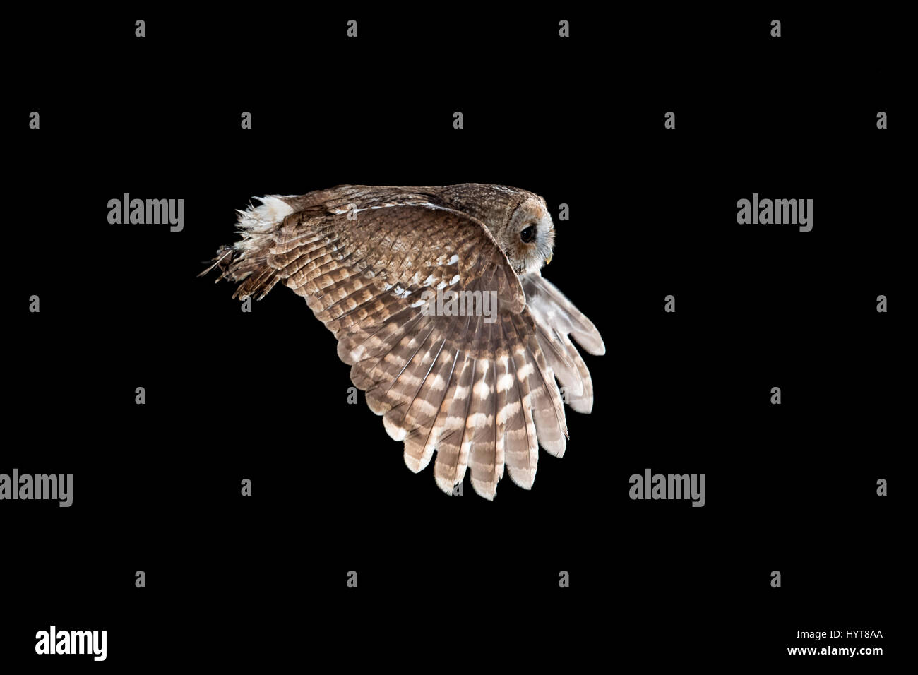 Tawny Owl Flying Prey Stock Photos & Tawny Owl Flying Prey Stock Images ...