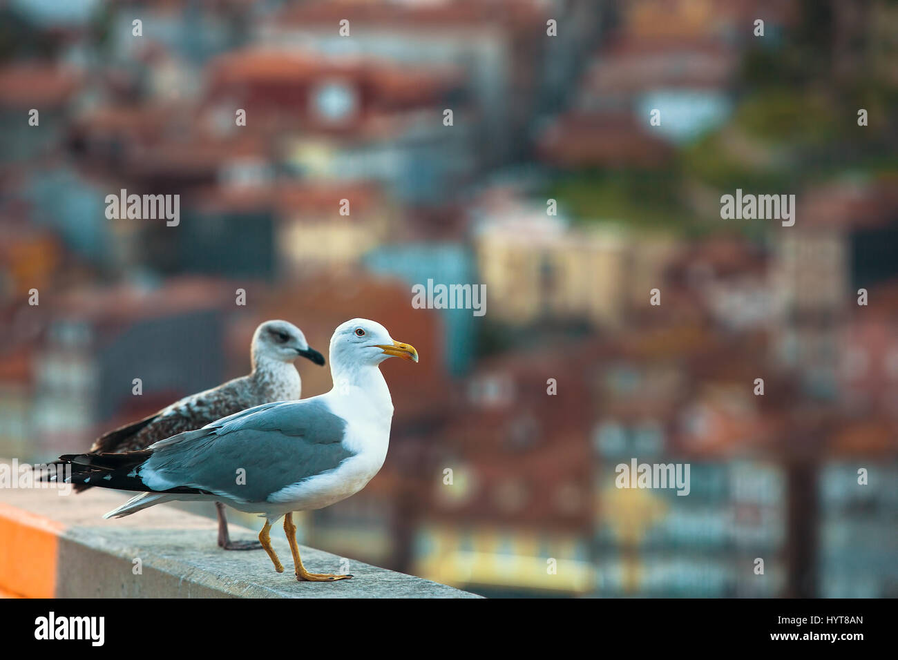 Seagulls sitting on the parapet in the old town Stock Photo - Alamy