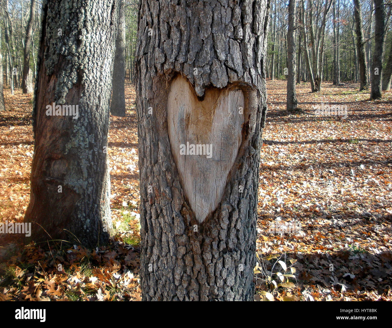 Heart carving in a tree hi-res stock photography and images - Alamy