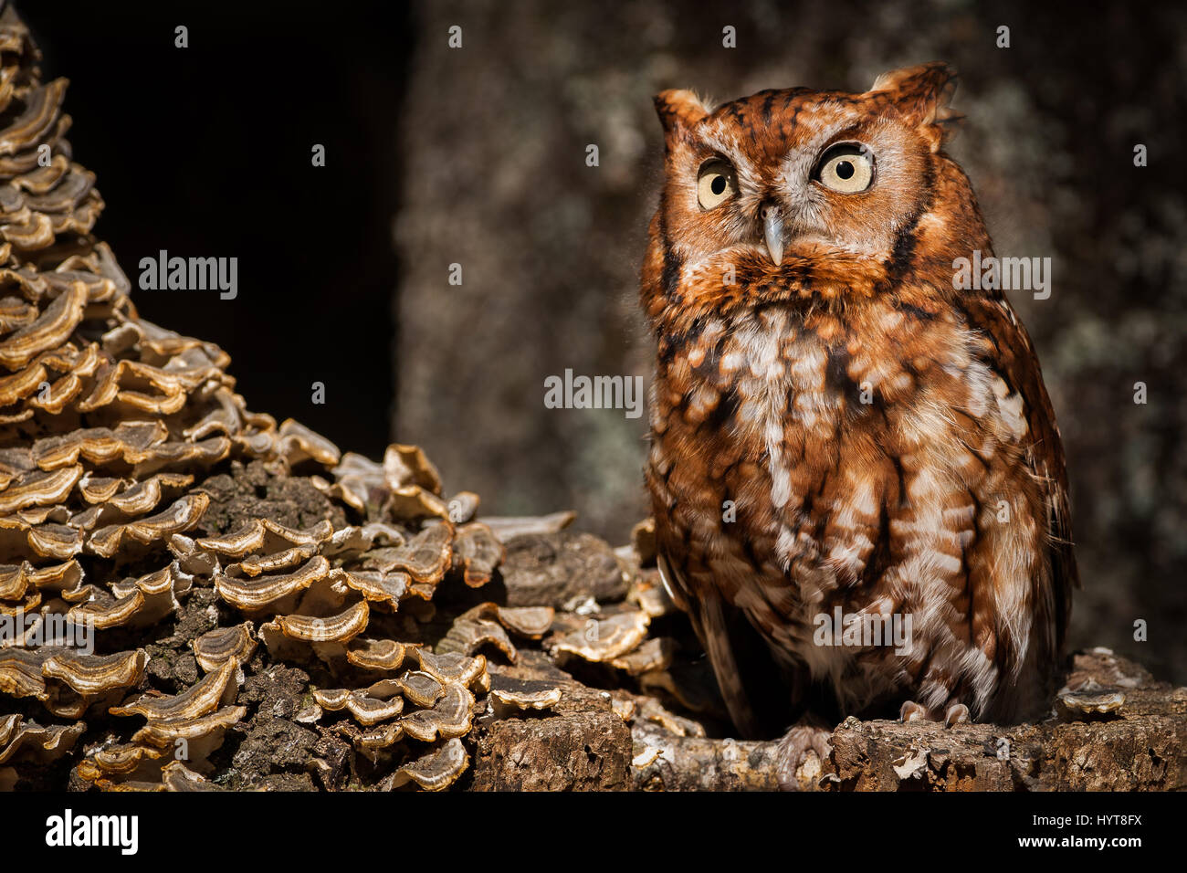 Red eastern screech owl hi-res stock photography and images - Alamy