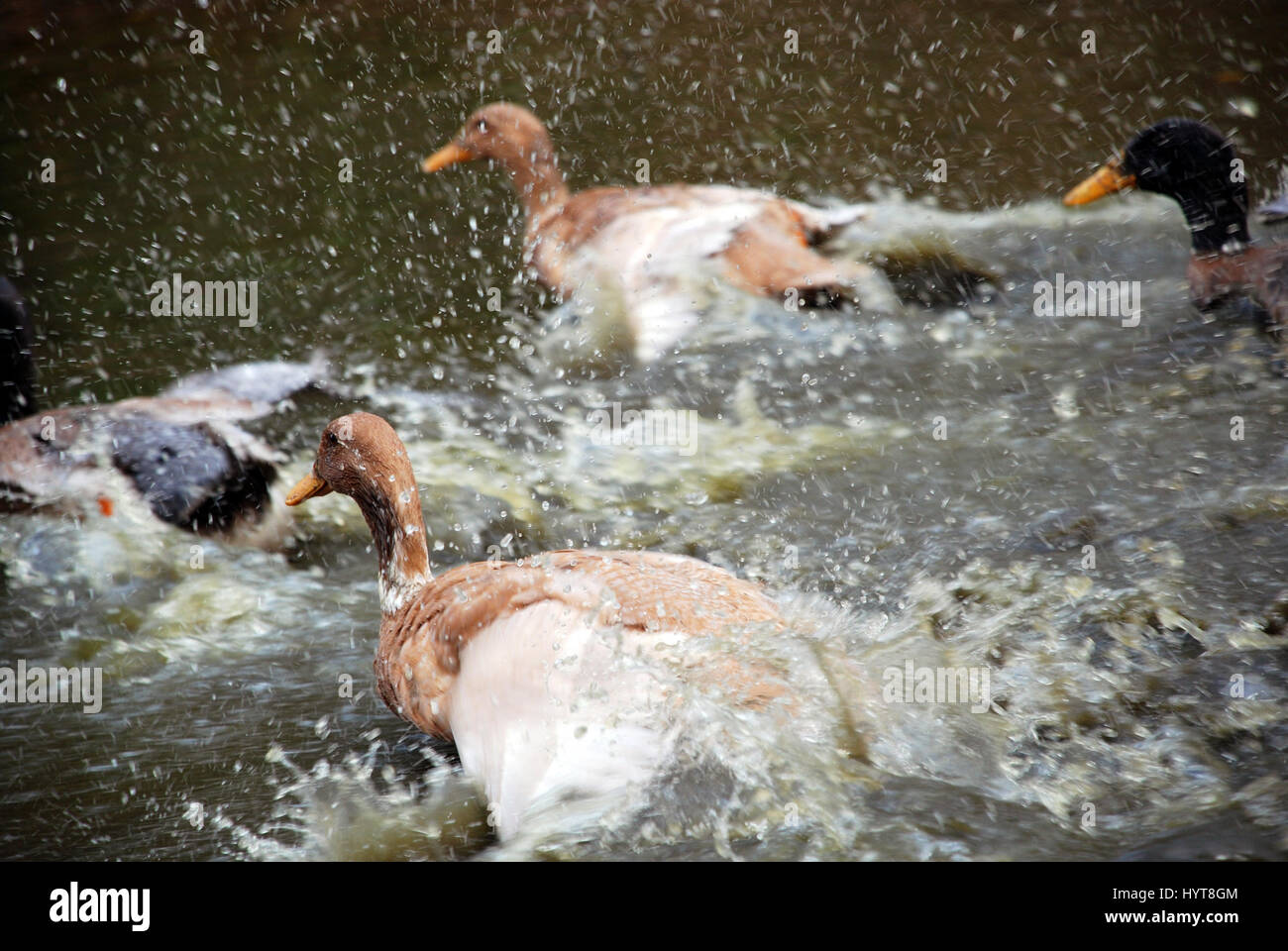 Ducks at Play Stock Photo - Alamy