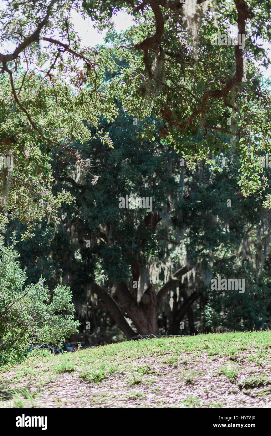 Philippe Park in Safety Harbor Florida Stock Photo - Alamy