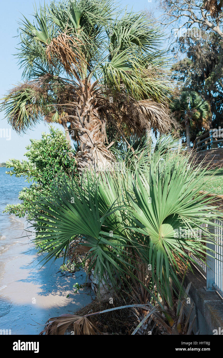 Philippe Park in Safety Harbor Florida Stock Photo - Alamy