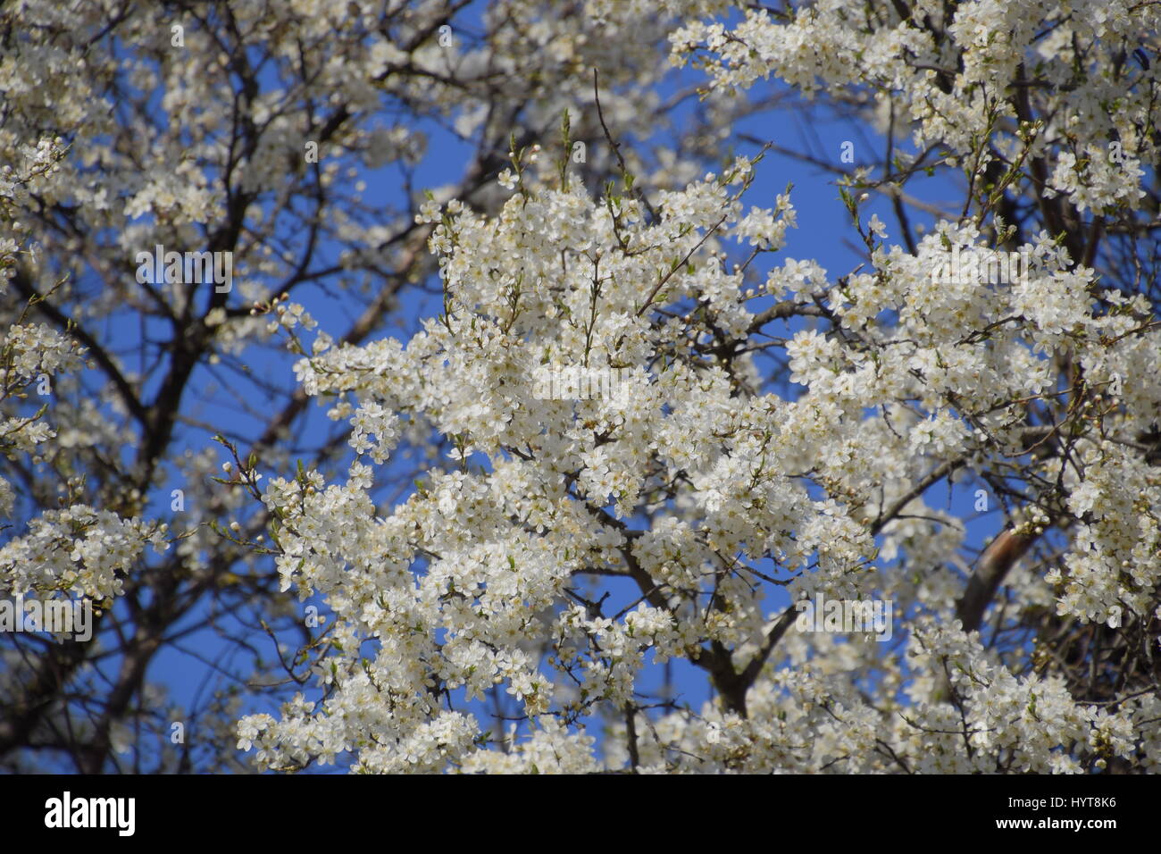 Blooming wild plum in the garden. Spring flowering trees. Pollination ...