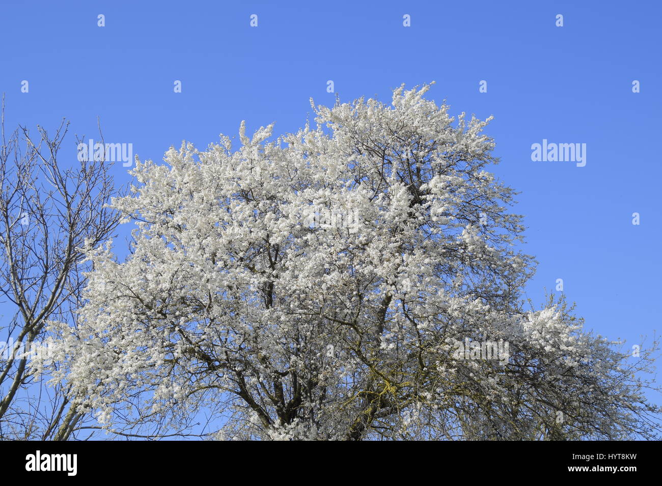 Blooming wild plum in the garden. Spring flowering trees. Pollination ...