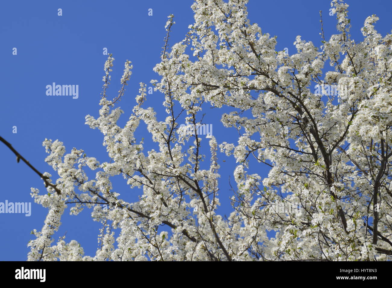 Blooming wild plum in the garden. Spring flowering trees. Pollination ...