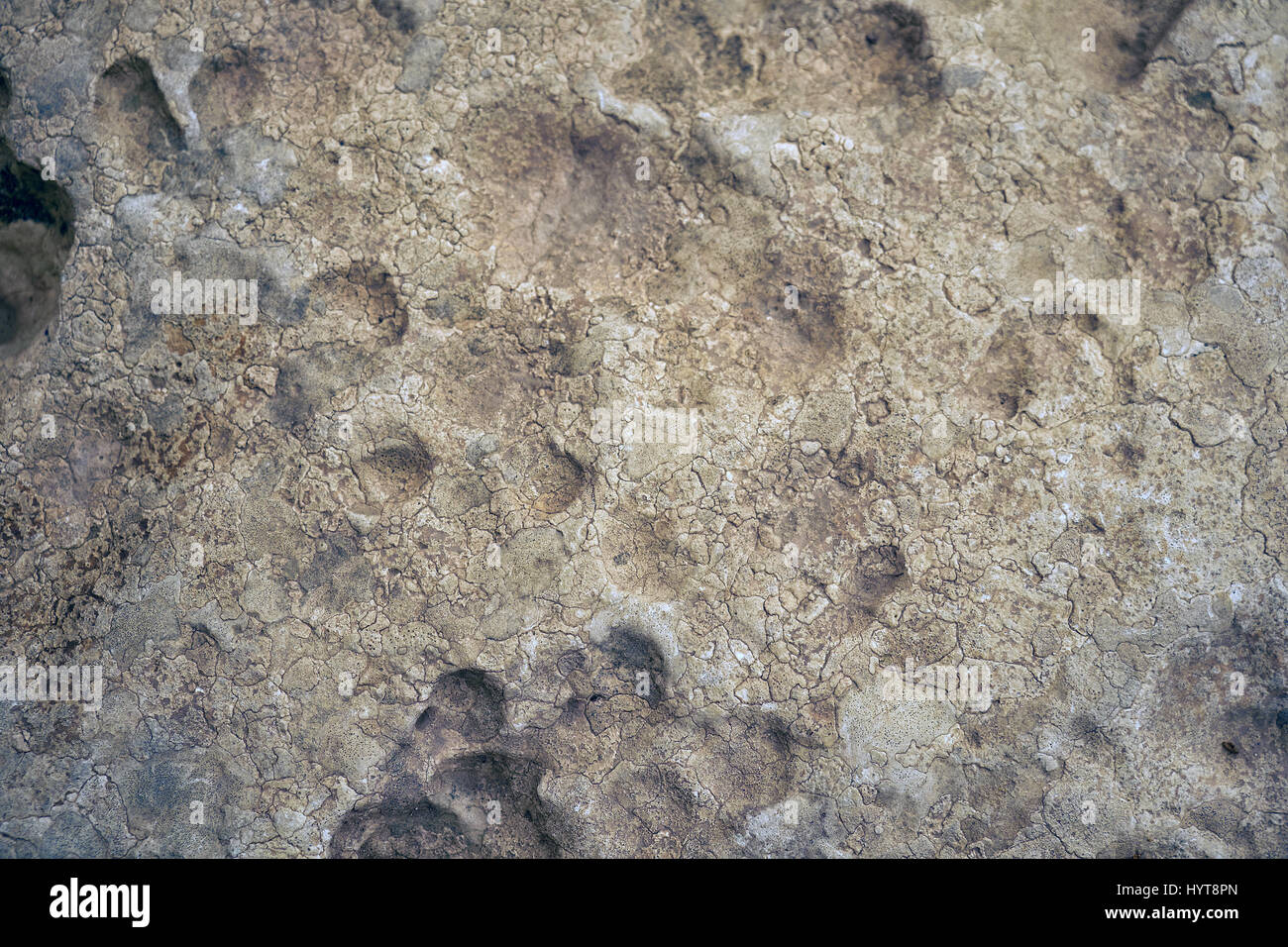 The cavernous globigerina limestone of megalithic temple of Hagar Qim ...