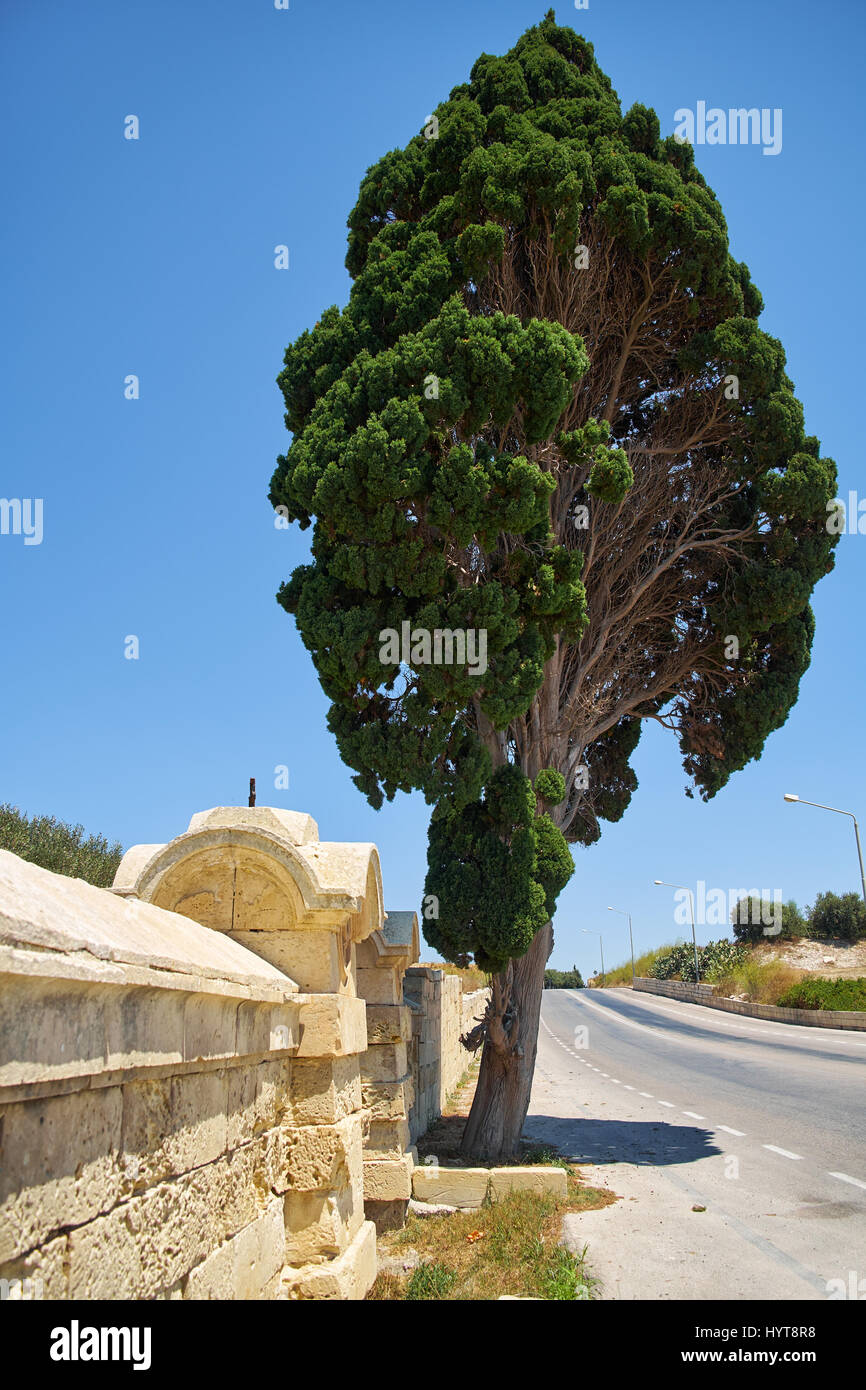 The view of the lonely cypress tree growing nearby fence of winery next ...