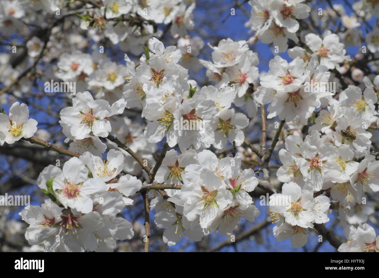 Asian cherry trees hi-res stock photography and images - Alamy