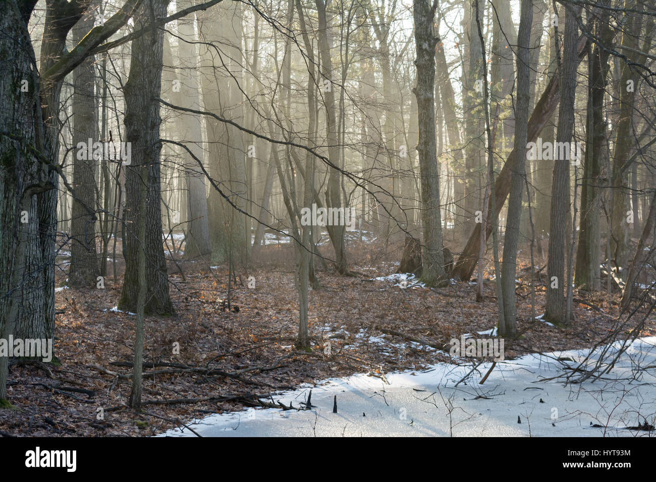 forest scene with a touch of snow with sun reflecting off fog that is ...