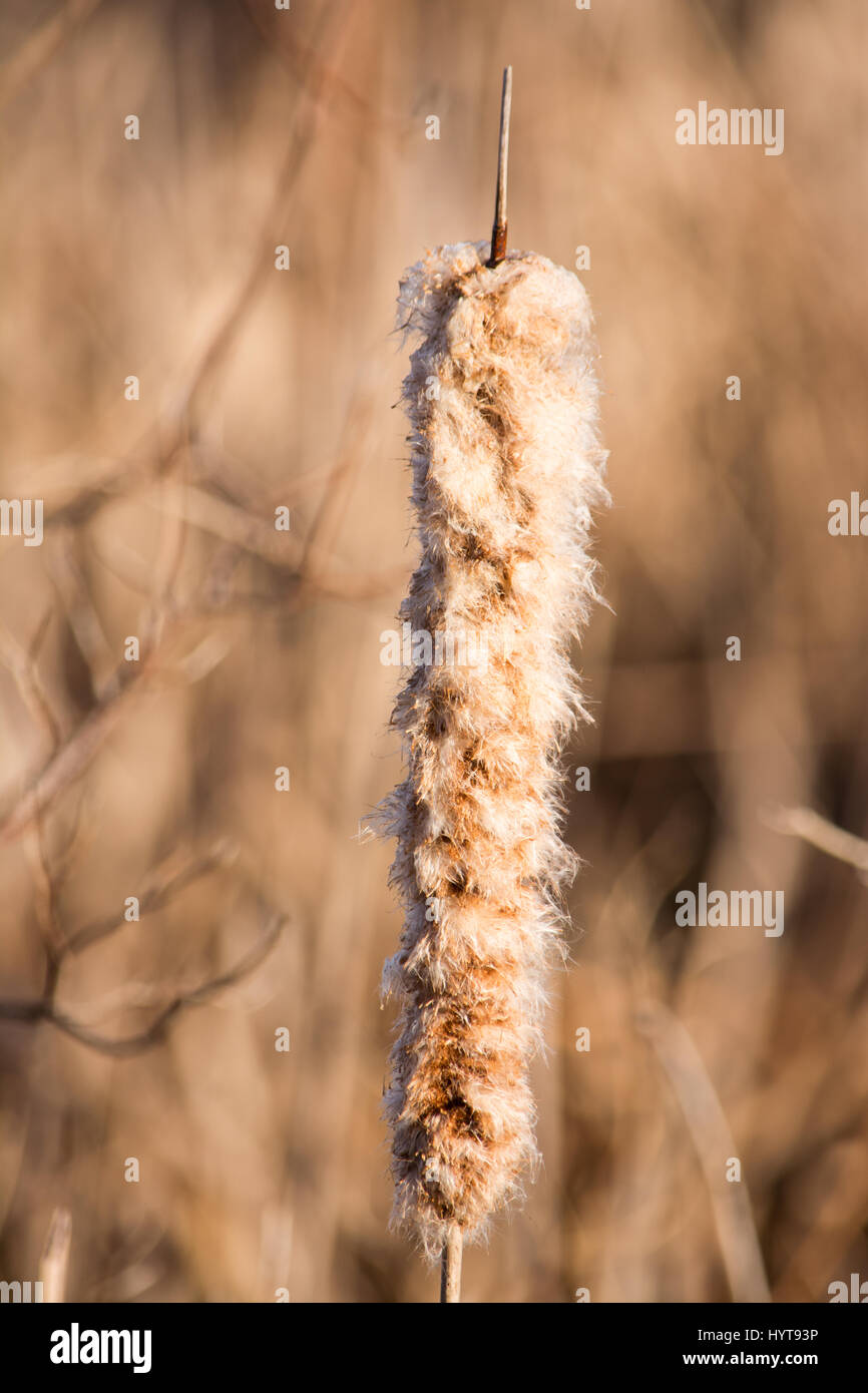 brown cat tail reed that is going to fluff with marsh background bokeh ...