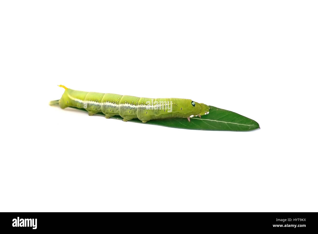 Green worm eating Impala Lily leaf on a white background Stock Photo ...