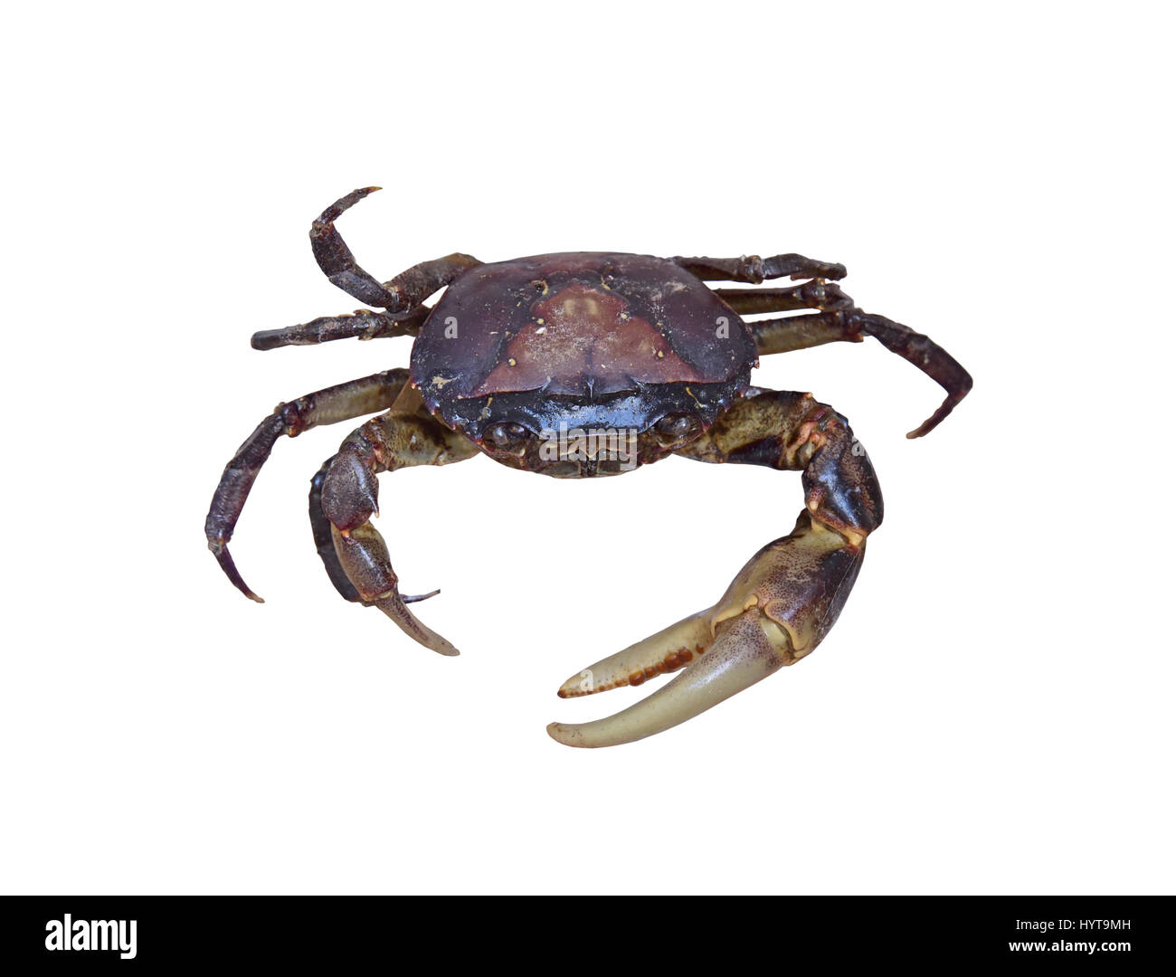 Black crab on isolated background Stock Photo - Alamy