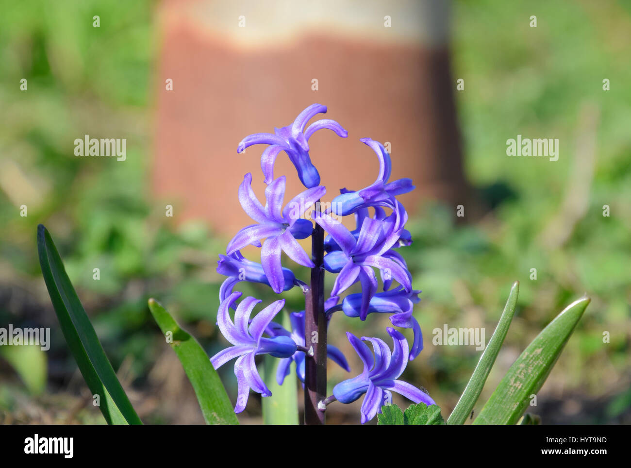 Hyacinth blooms in the garden. The hyacinth flower is blue Stock Photo ...