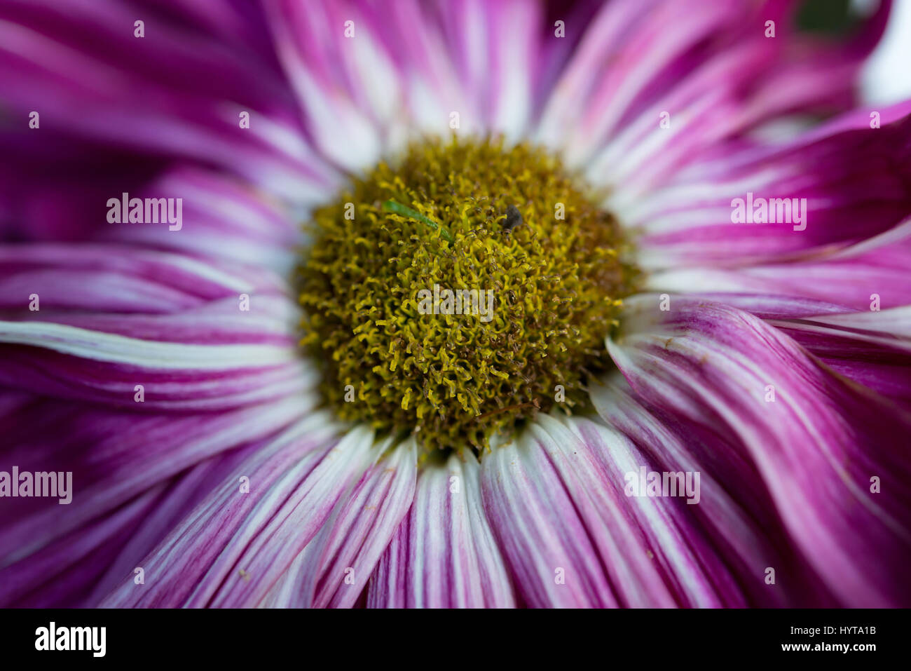 beautiful purple chrysanthemum flower horizontal Stock Photo - Alamy