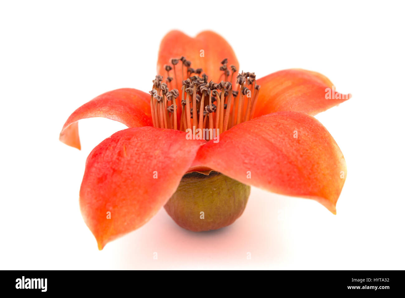 Kapok bloom hi-res stock photography and images - Alamy