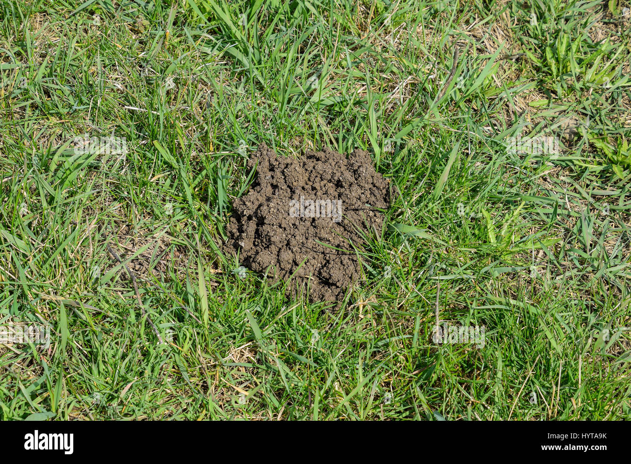 The mounds of soil left by the mole. the mole Stock Photo - Alamy
