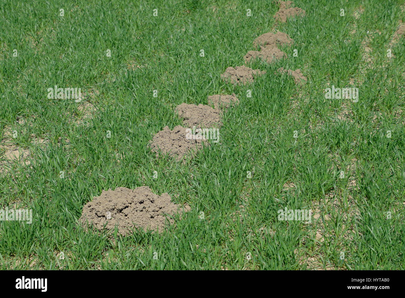 The mounds of soil left by the mole. the mole Stock Photo - Alamy