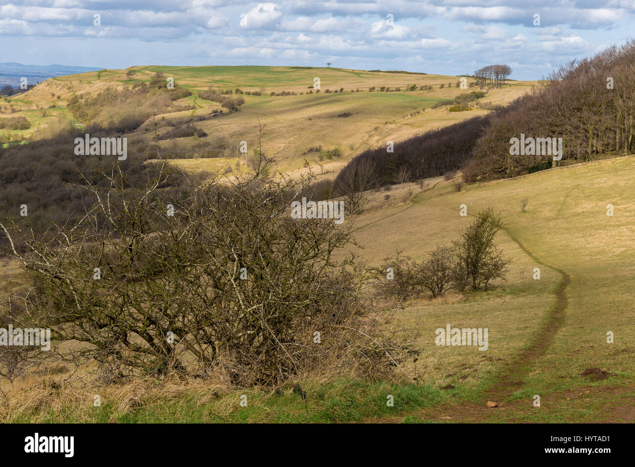 Small area of woodland on Cleeve Common Stock Photo - Alamy