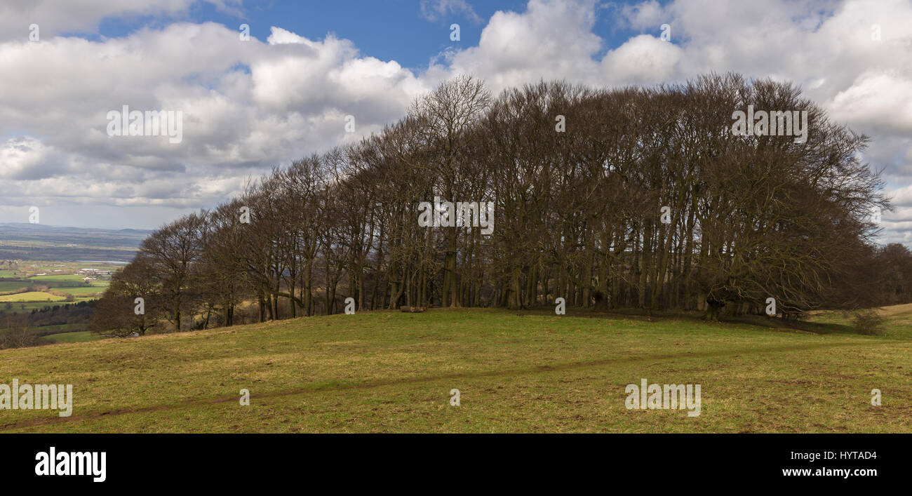 Small area of woodland on Cleeve Common Stock Photo - Alamy