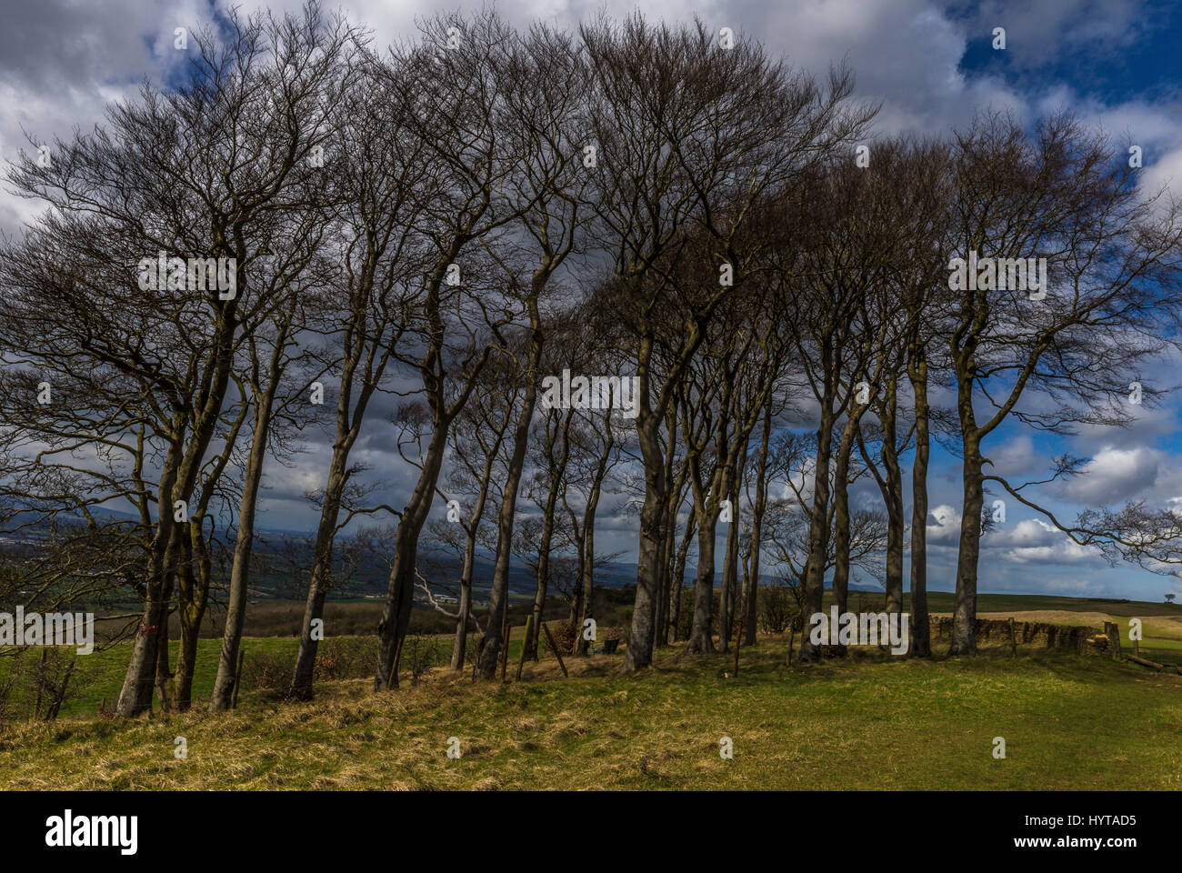 Small copse of trees on Cleeve Common Stock Photo - Alamy