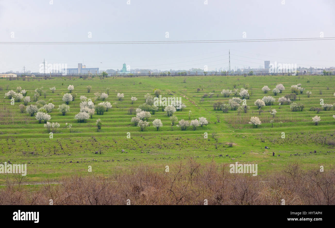 Blooming cherry trees on spring field Stock Photo - Alamy