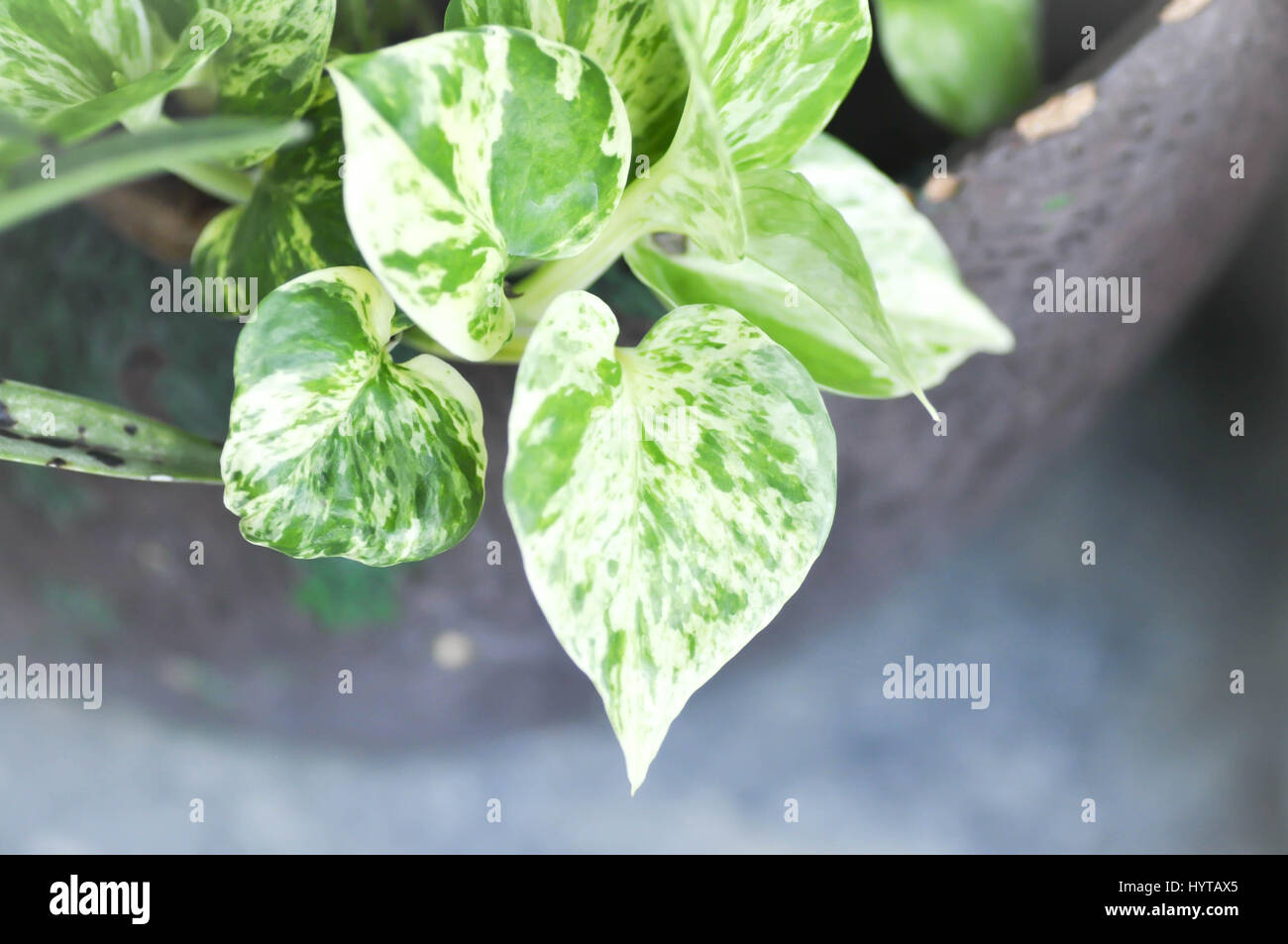 Australian native monstera hi-res stock photography and images - Alamy
