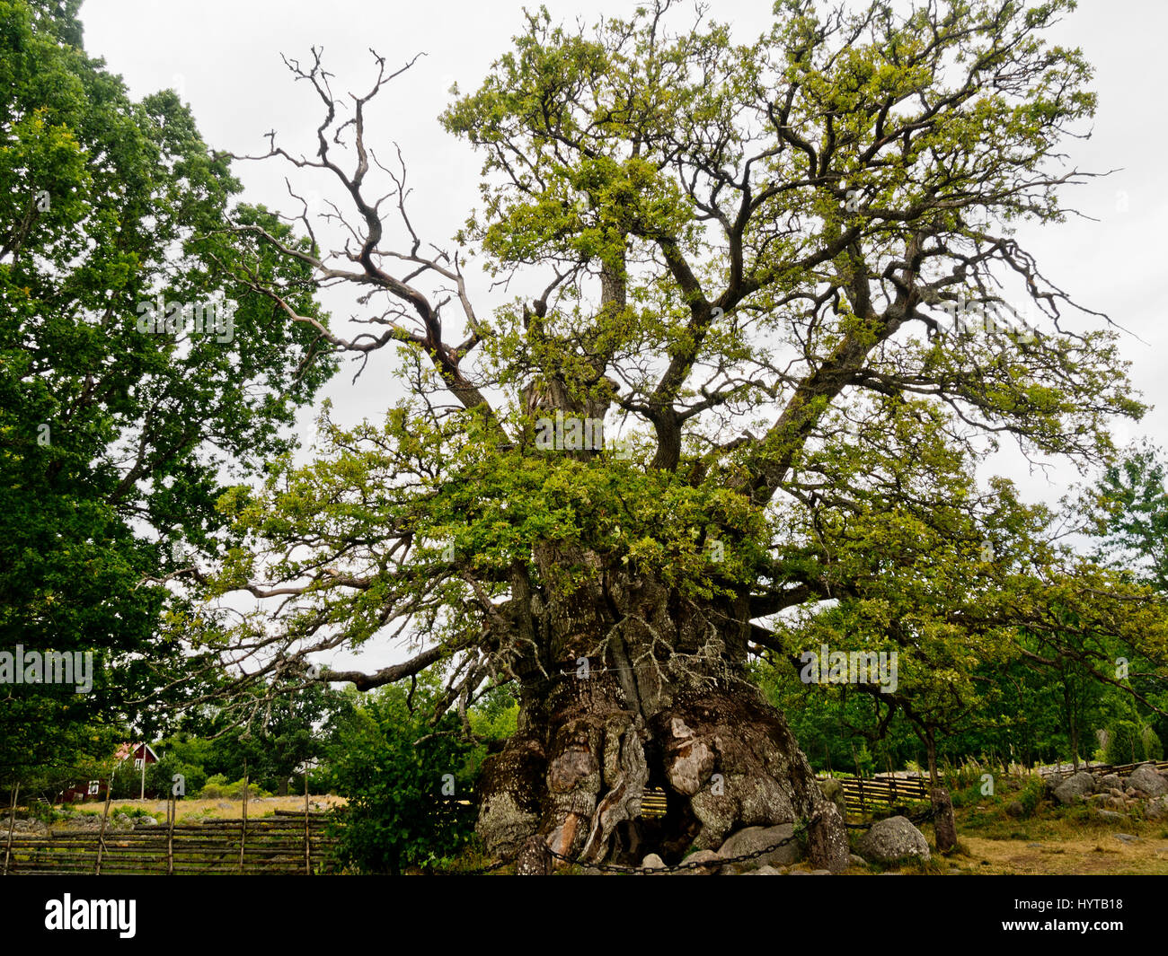 English Pedunculate Oak Quercus Robur High Resolution Stock Photography ...