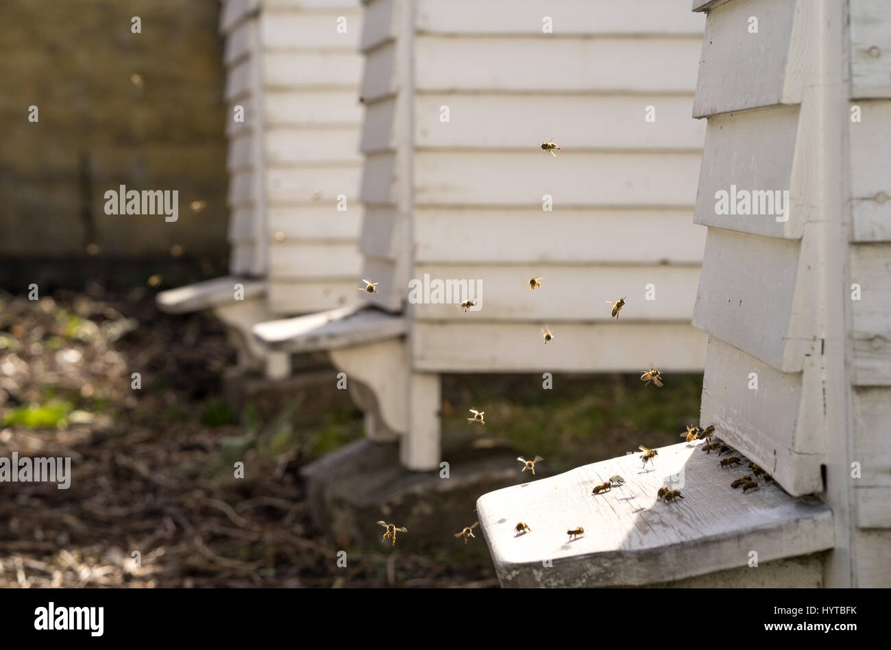 White Hives with a lively traffic of bees buzzing fly in and out of the ...