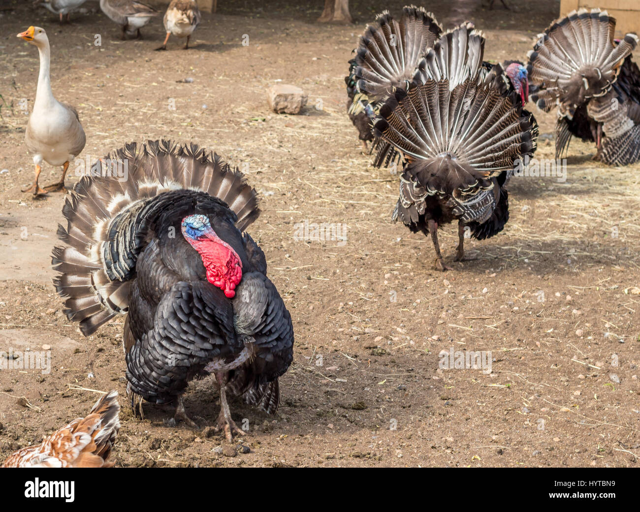 Strutting hi-res stock photography and images - Alamy