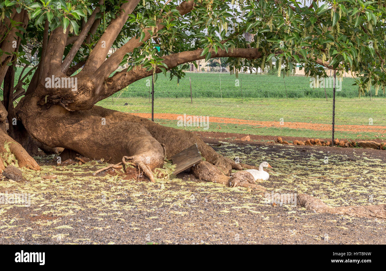 Domestic goose sitting under large tree in farm yard Stock Photo - Alamy