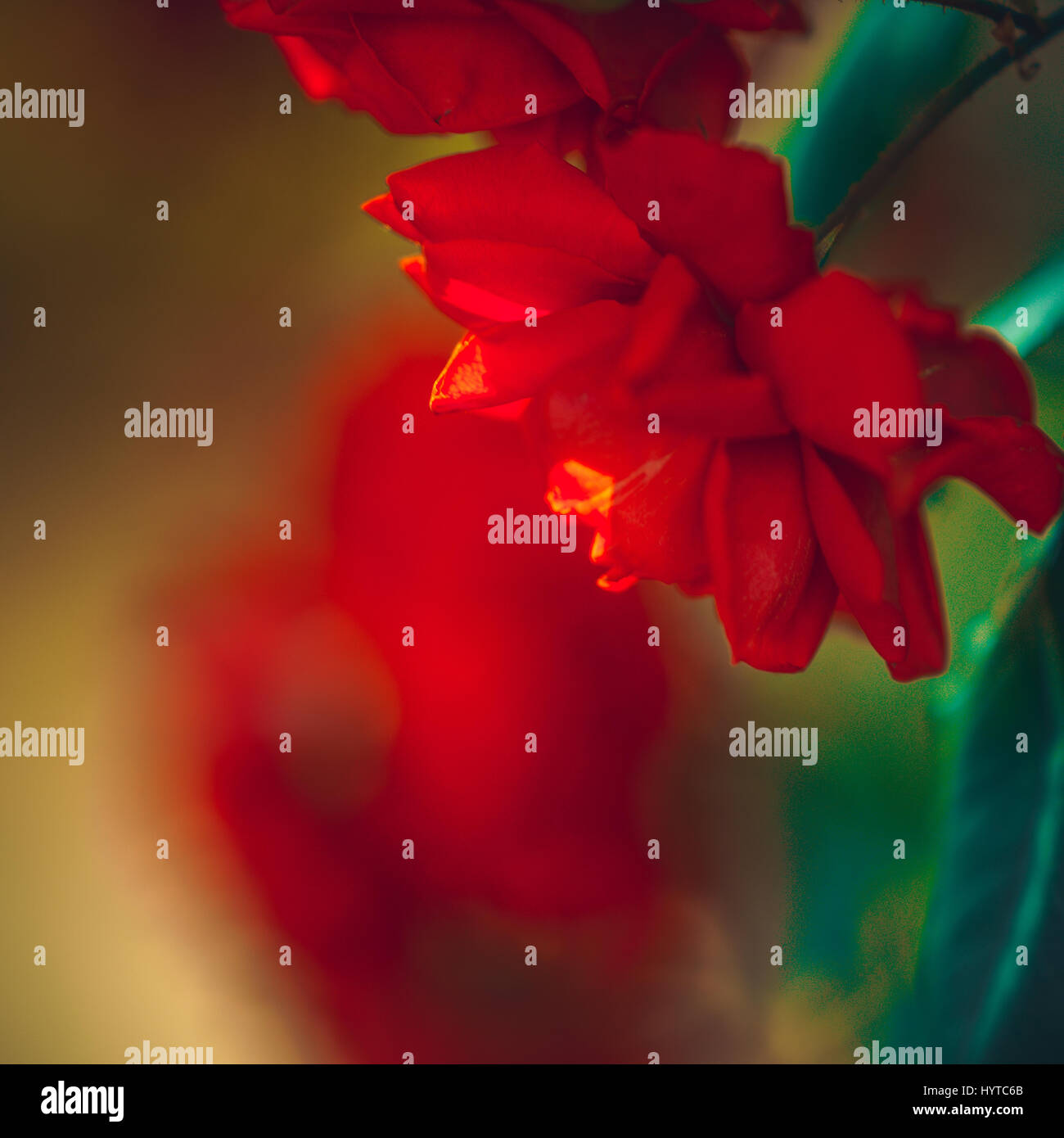 Red rose flower. Side view Stock Photo - Alamy