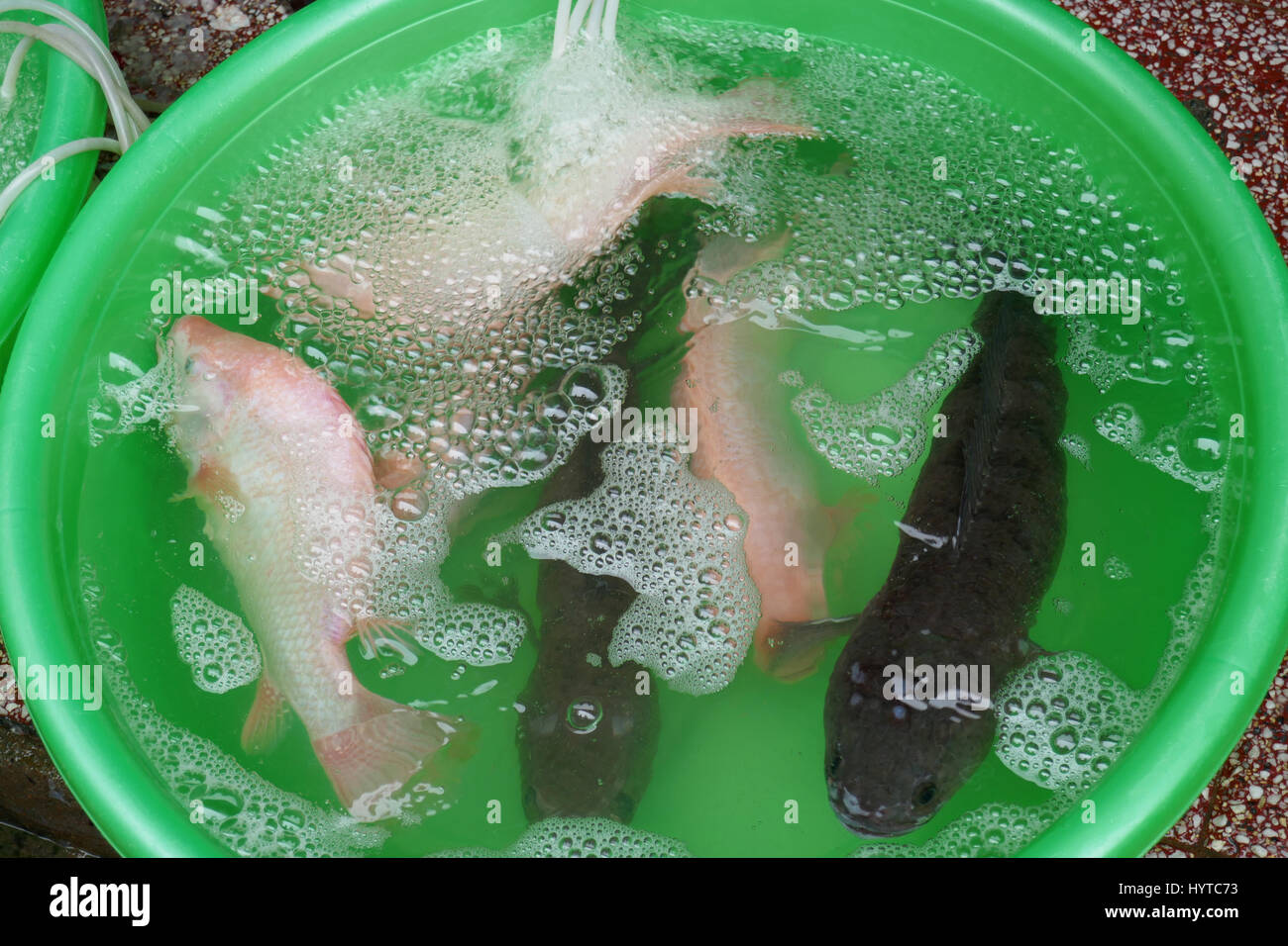 Vietnamese fish farming hi-res stock photography and images - Alamy