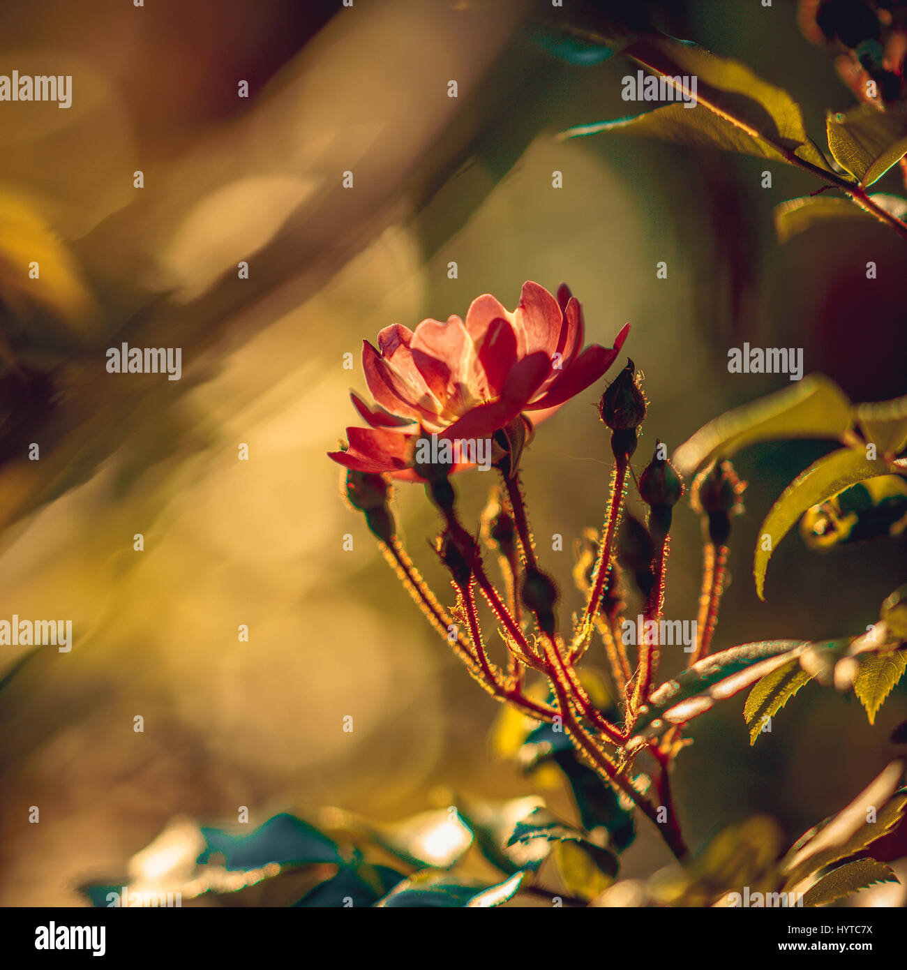 Purple rose flower beautifully sunlit Stock Photo - Alamy